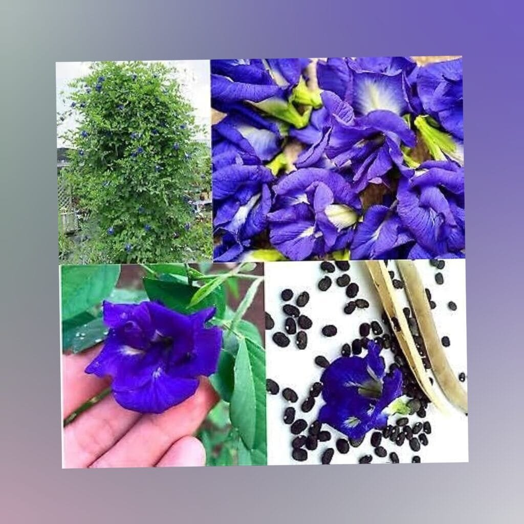 ButterFly Pea Blue Single Petal Aparajitha flower Seeds - Hooga Seed ...