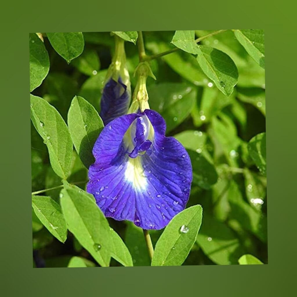 ButterFly Pea Blue Single Petal Aparajitha flower Seeds - Hooga Seed ...