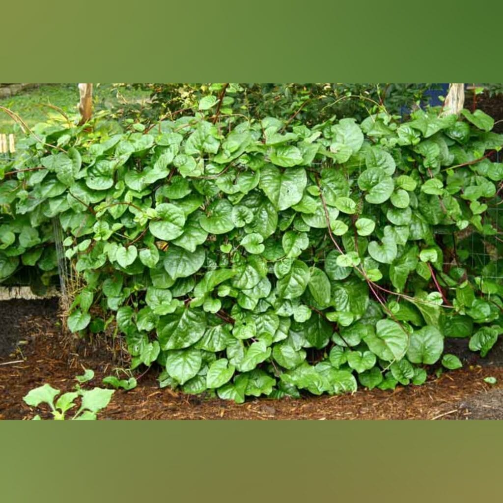 Green Malabar Spinach/ Pasalai keerai seeds - Hooga Seed Keepers Collective