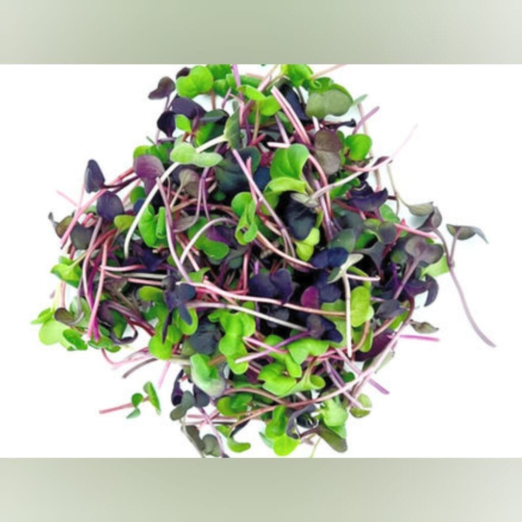 Radish Confetti Seeds (Round Mixed Colours) - Hooga Seed Keepers Collective