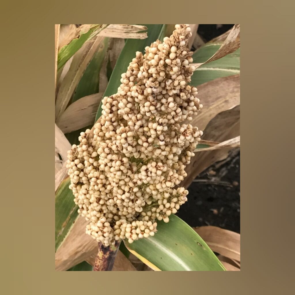 White Sorghum Vellai Cholam organic seeds - Hooga Seed Keepers Collective