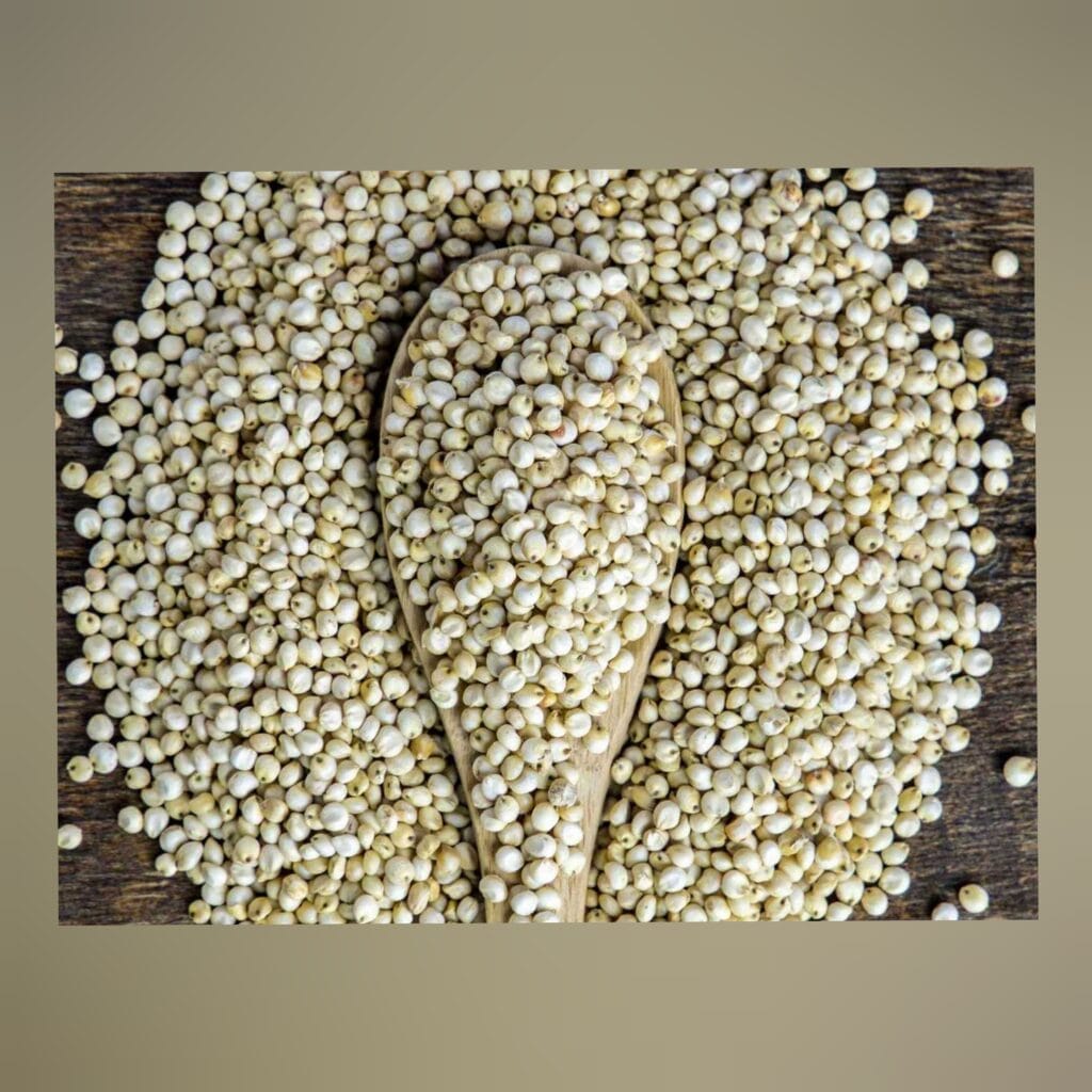 White Sorghum Vellai Cholam organic seeds - Hooga Seed Keepers Collective