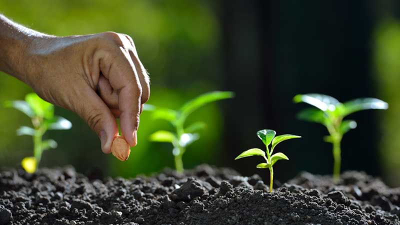 Become a Seed Keeper - Hooga Seed Keepers Collective