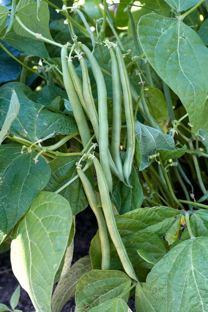 Bush French Green Bean Seeds - Hooga Seed Keepers Collective Bush ...