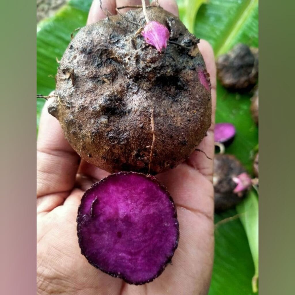 Purple Yam Tuber seeds - Hooga Seed Keepers Collective