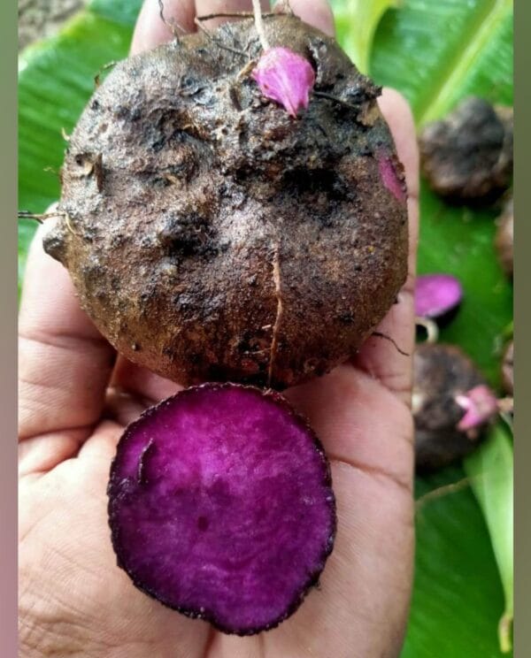 Tubers/Rhizomes/Roots - Hooga Seed Keepers Collective