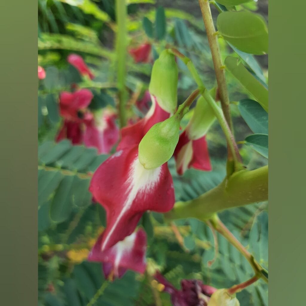 Sigappu Agathi Keerai / Sesbania Grandiflora - Hooga Seed Keepers ...