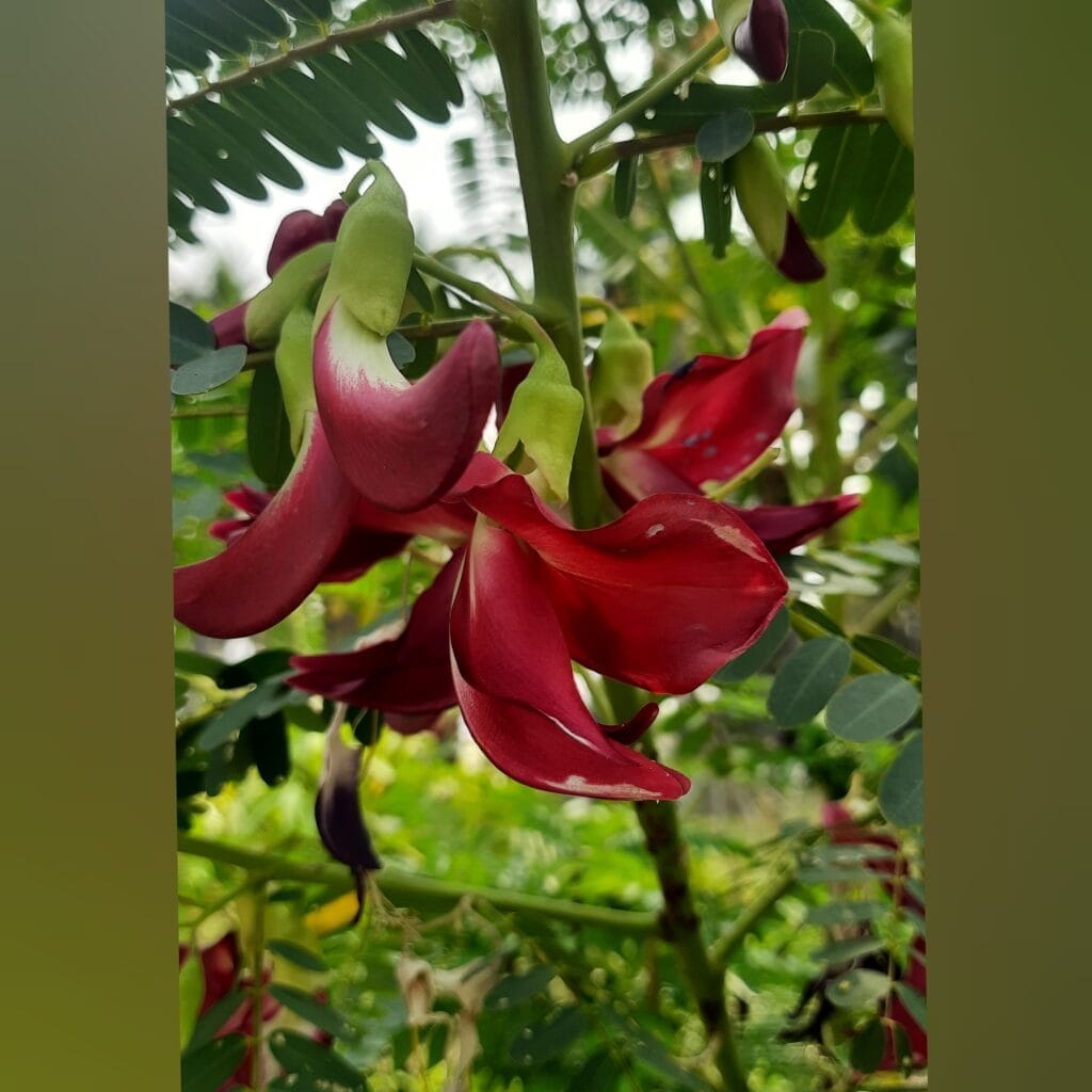 Sigappu Agathi Keerai / Sesbania Grandiflora - Hooga Seed Keepers ...