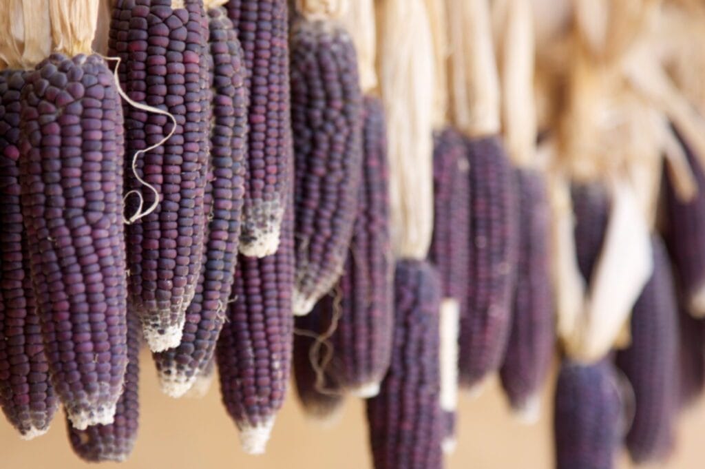 Indigenous Dark Purple Corn seeds - Hooga Seed Keepers Collective