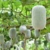 Ash Gourd Asian Oblong vegetable seeds - Hooga Seed Keepers Collective