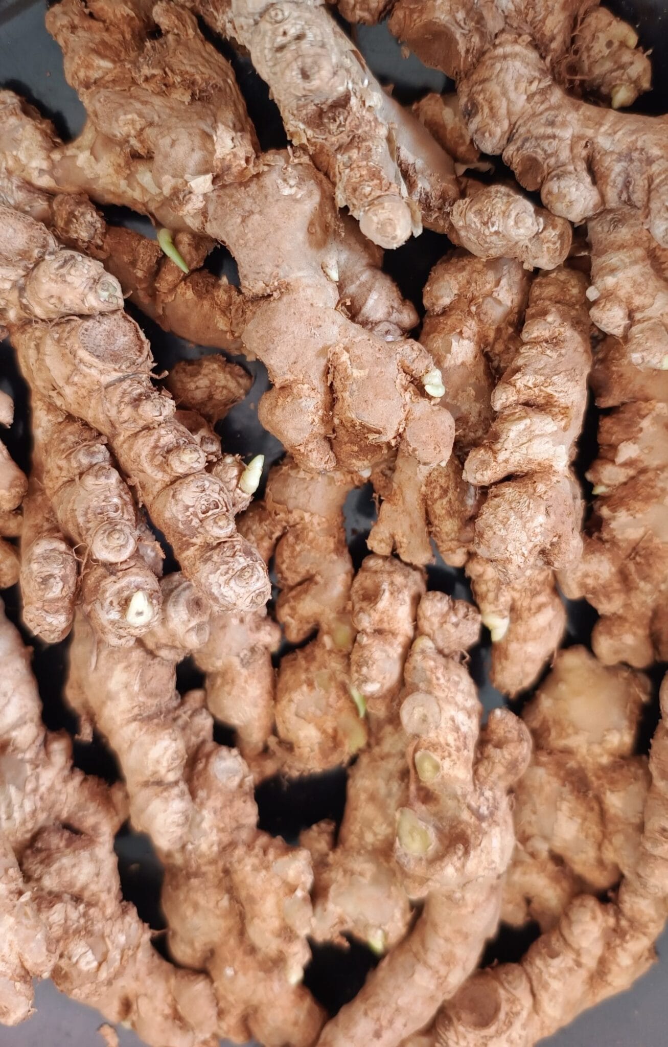 Kolli Desi Ginger Rhizome seeds - Hooga Seed Keepers Collective