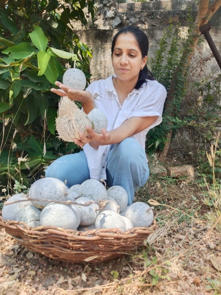 Nei Kumbalam Medicinal Ash Gourd vegetable seeds - Hooga Seed Keepers ...