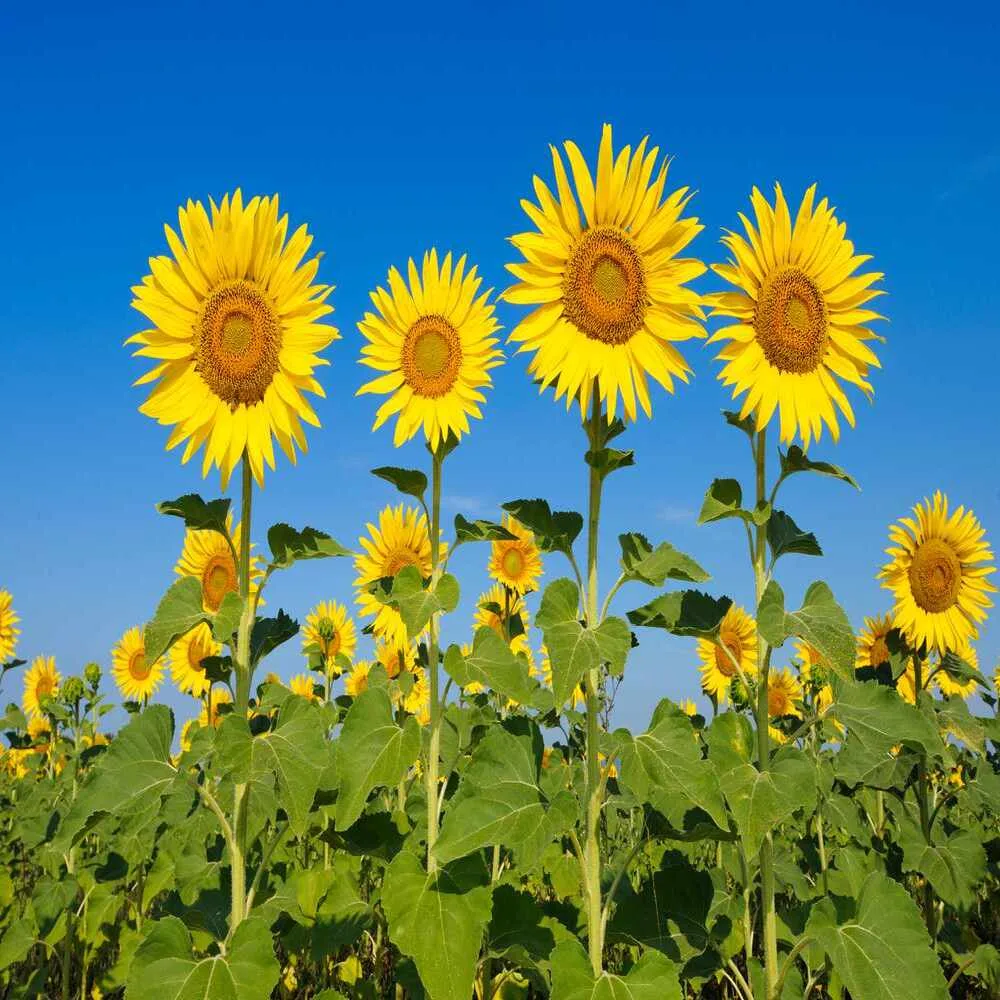 Sunflower open pollinated seeds - Hooga Seed Keepers Collective