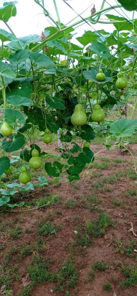 Local Bottlegourd Round short vegetable seeds - Hooga Seed Keepers ...