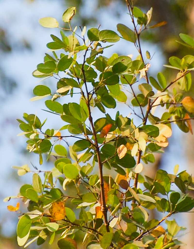 Hardwickia Binata organic tree seeds - Hooga Seed Keepers Collective