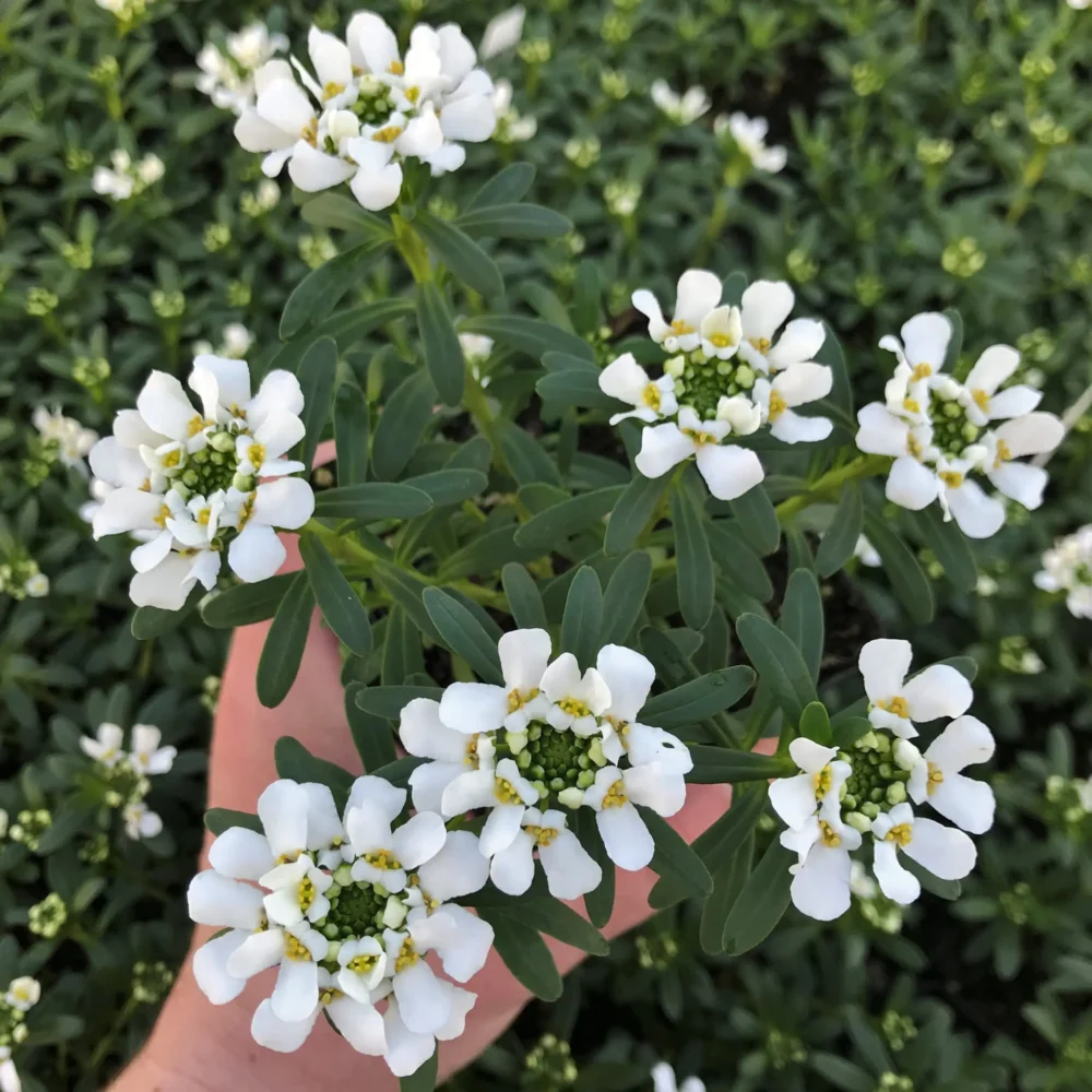 Candituft White Flower Organic Open Pollinated Seeds - Hooga Seed ...
